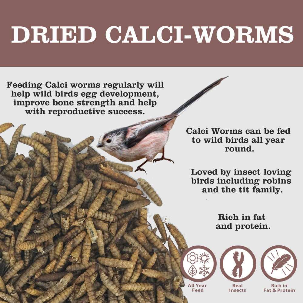 Dried Calci Worms – Winston Wilds