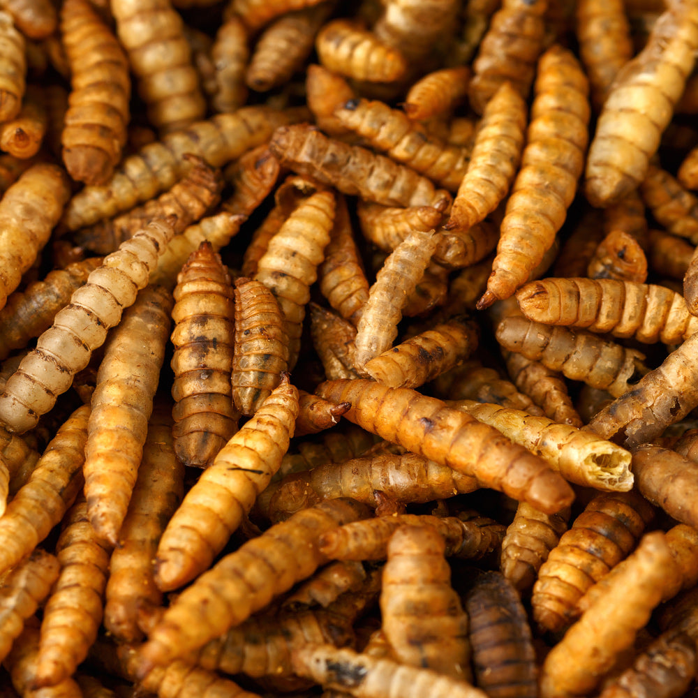 Dried Calci Worms – Winston Wilds