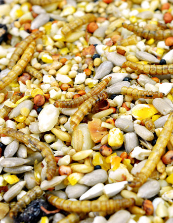 Suet Pellets – Winston Wilds