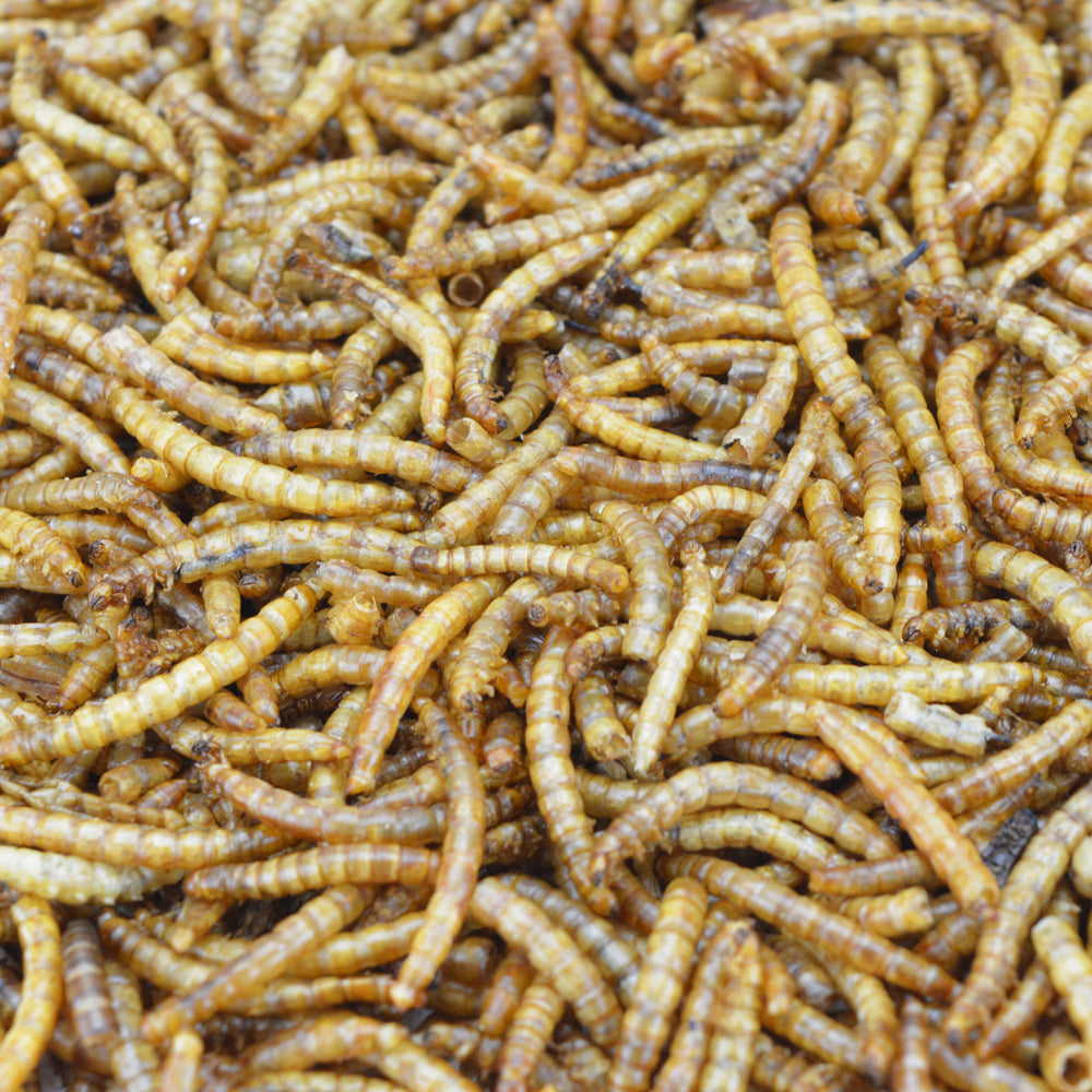 Dried Calci Worms – Winston Wilds